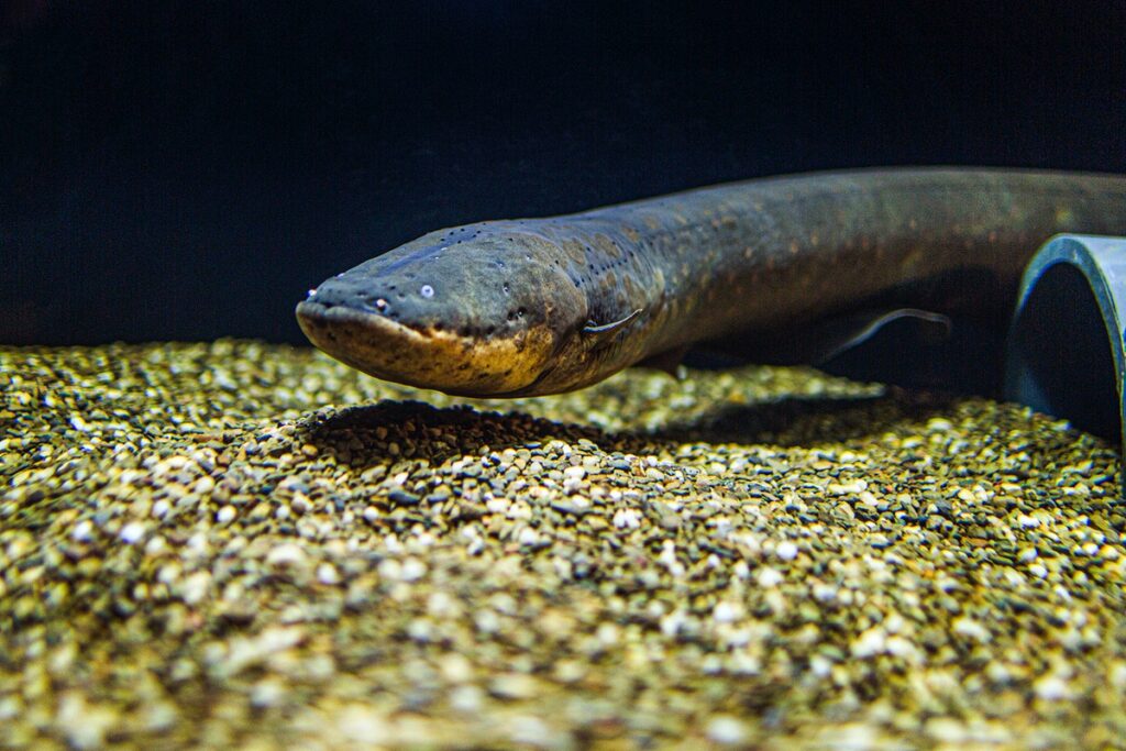 Electric Eel - The Shock Wave Theory