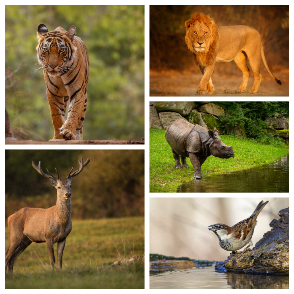 Endangered Animals in India #1