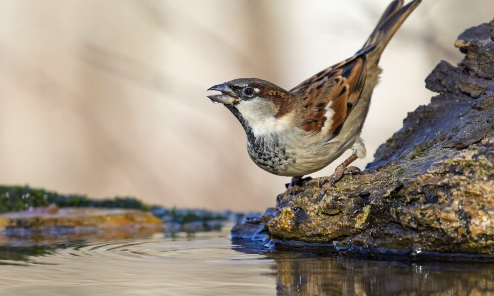 Peregrine Falcon : World's Fastest Bird #1
