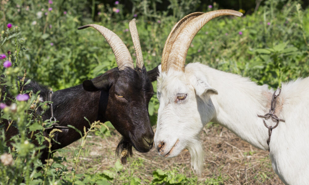 Story of Two Silly Goats #1